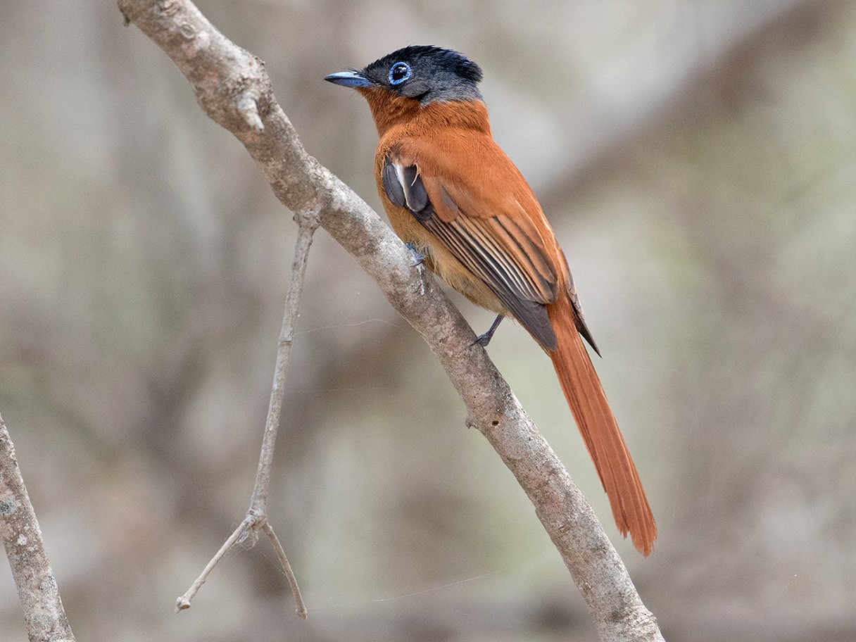 Malagasy Paradise-Flycatcher - eBird