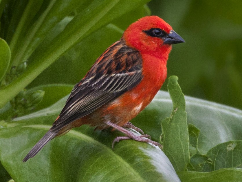 Red Fody - eBird