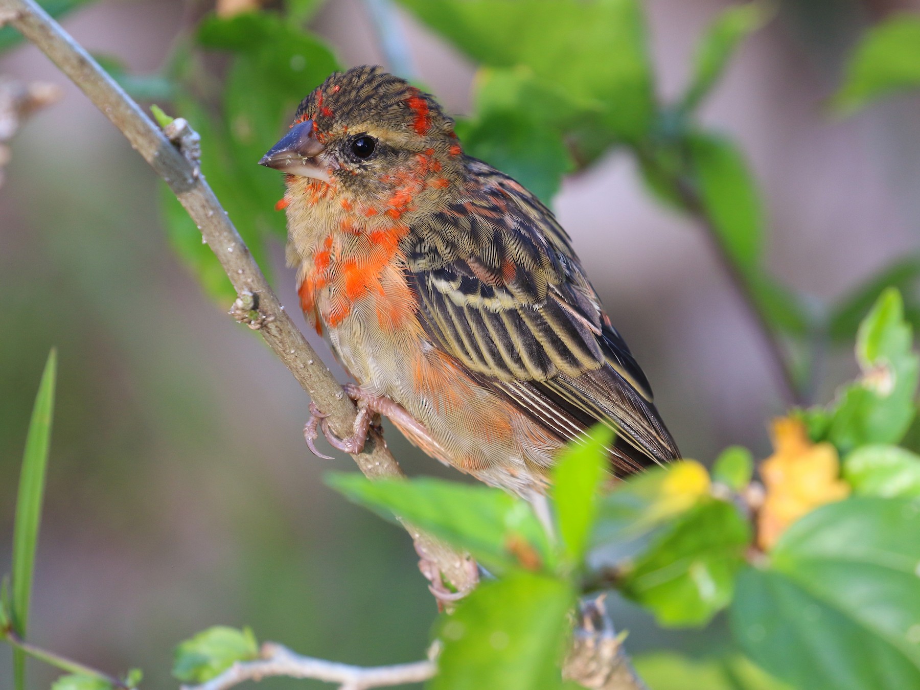 Red Fody - eBird