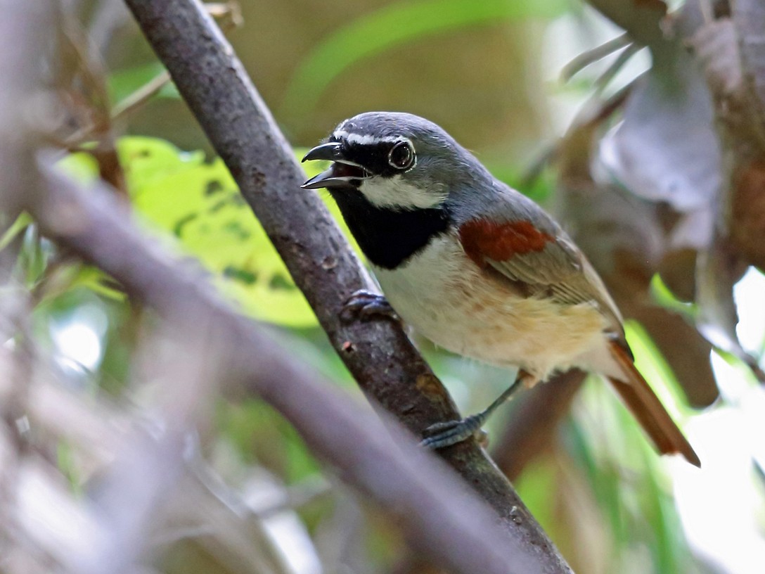 Red-tailed Vanga - eBird