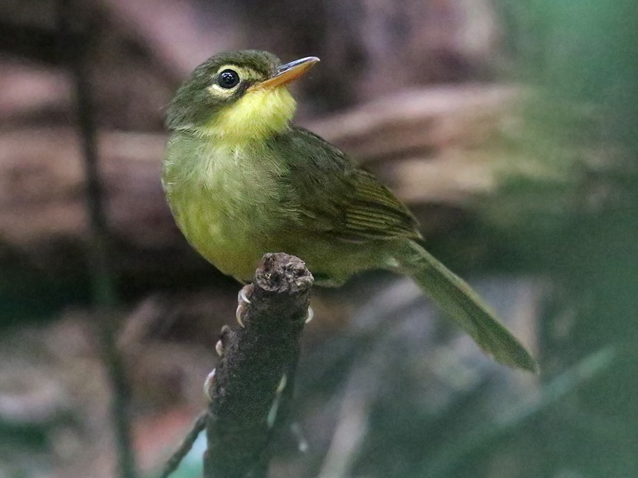 Spectacled Tetraka - eBird
