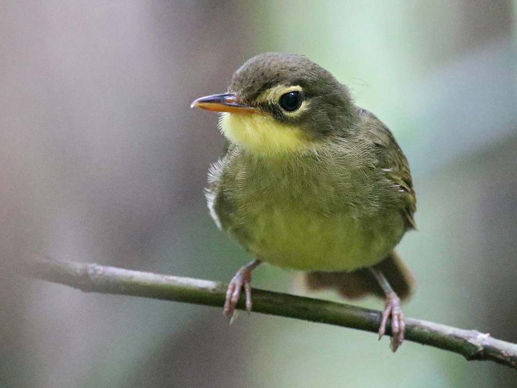 Spectacled Tetraka - eBird