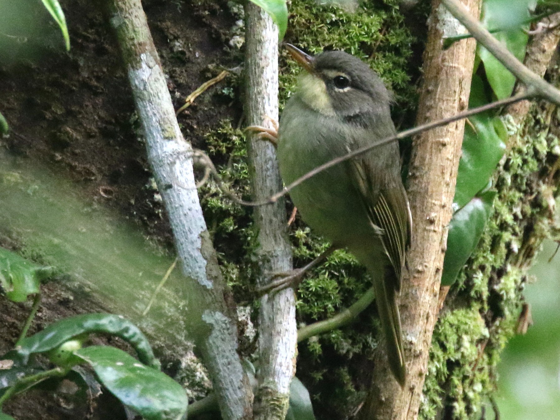 Spectacled Tetraka - eBird
