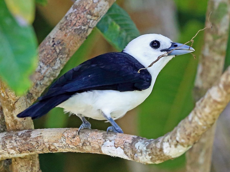 White-headed Vanga - eBird