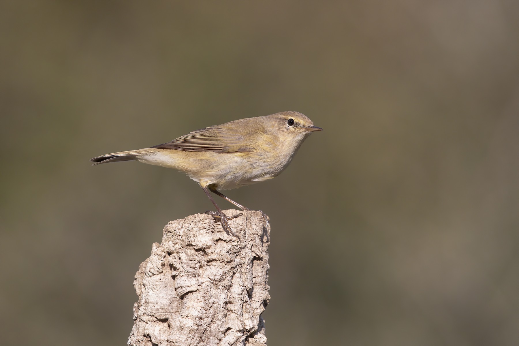 felosa (Phylloscopus) sp. - eBird