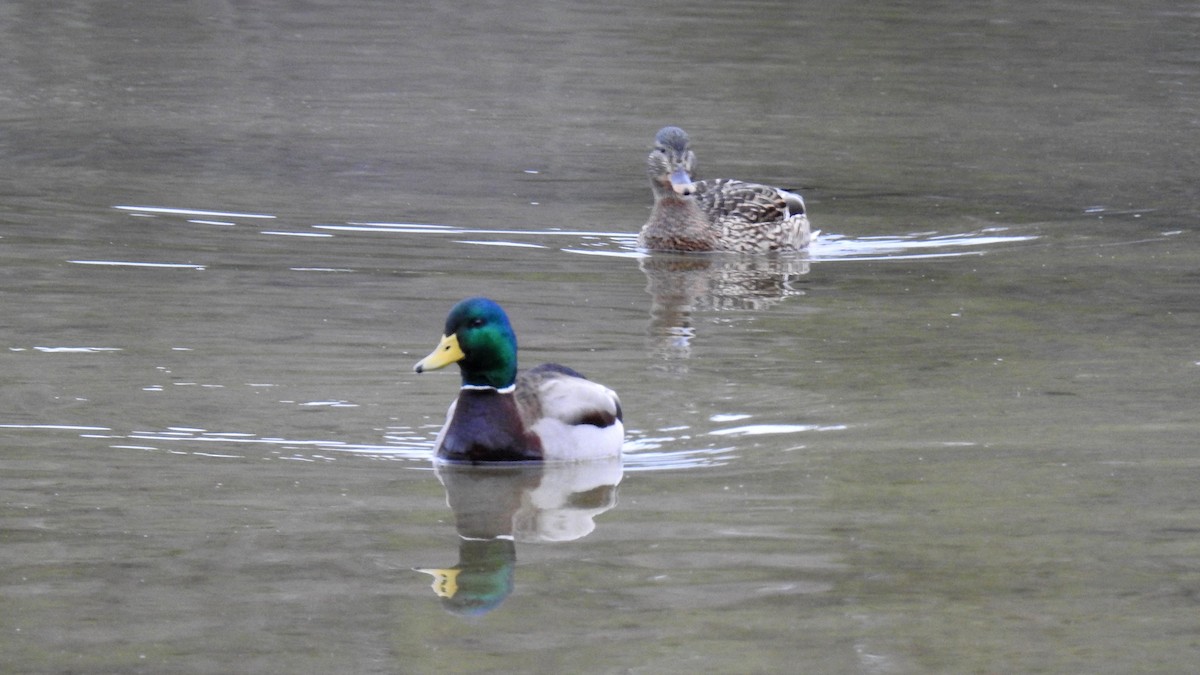 eBird Checklist - 25 Feb 2020 - Shubael Pond, Marstons Mills - 6 species