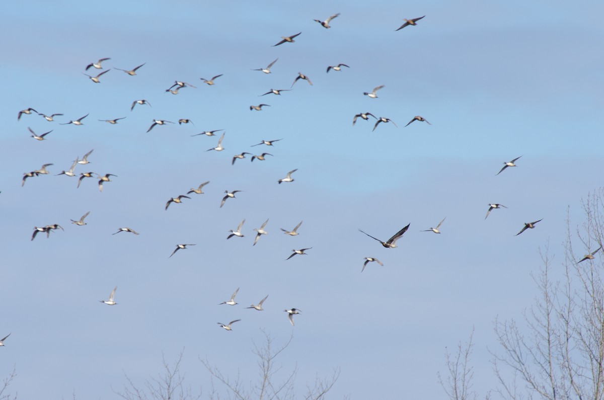eBird Checklist - 25 Feb 2020 - Geneva Marsh - 18 species