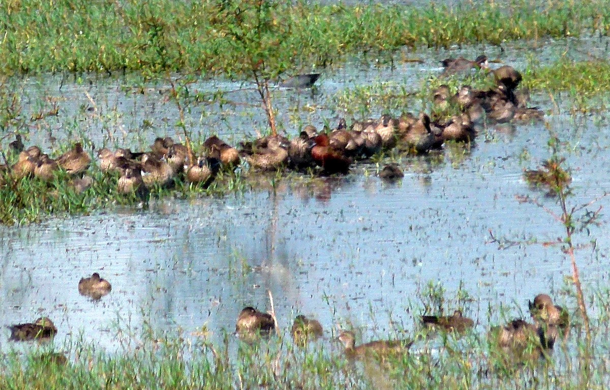 eBird Checklist - 17 Nov 2015 - N. Gargiulo Tomato Fields - 22 species