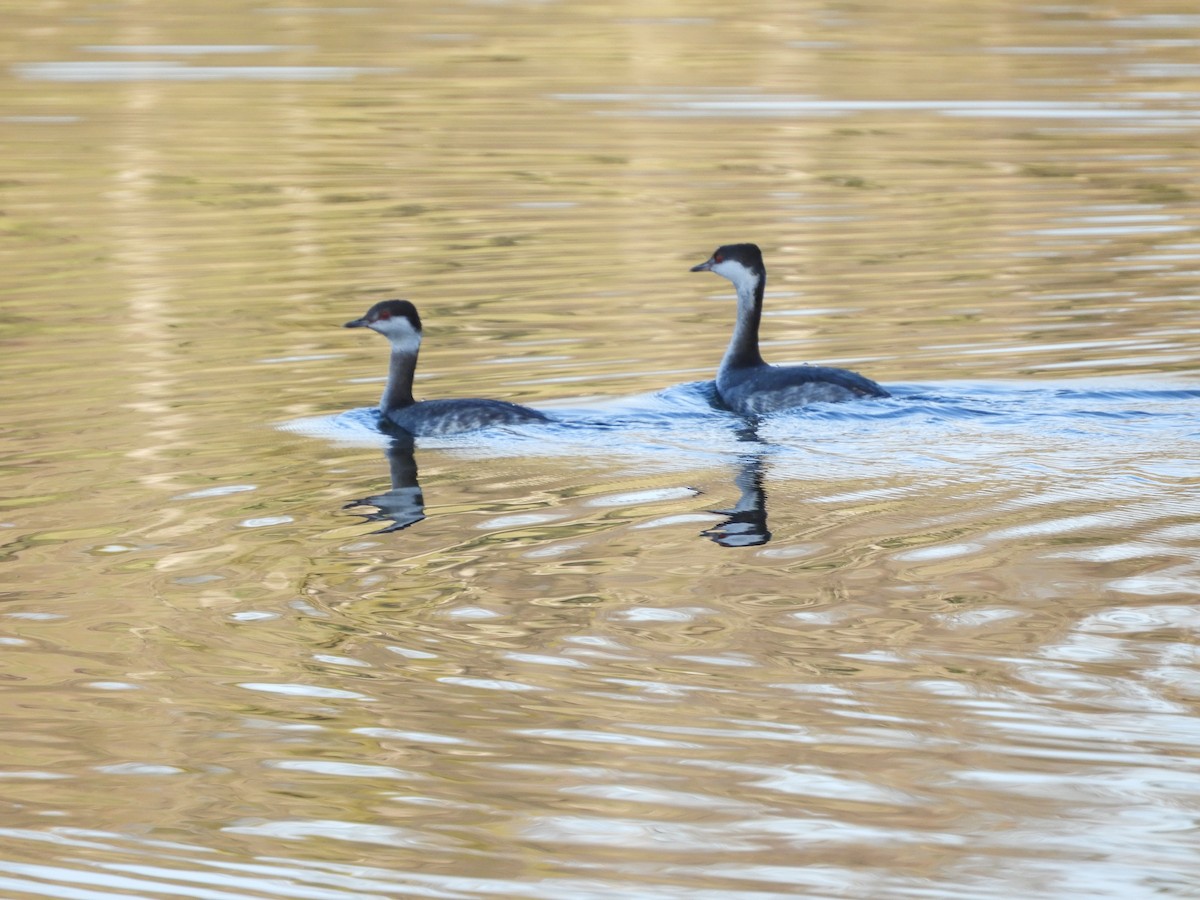 eBird Checklist - 25 Feb 2020 - Don Pedro Reservoir--south arm - 12 species