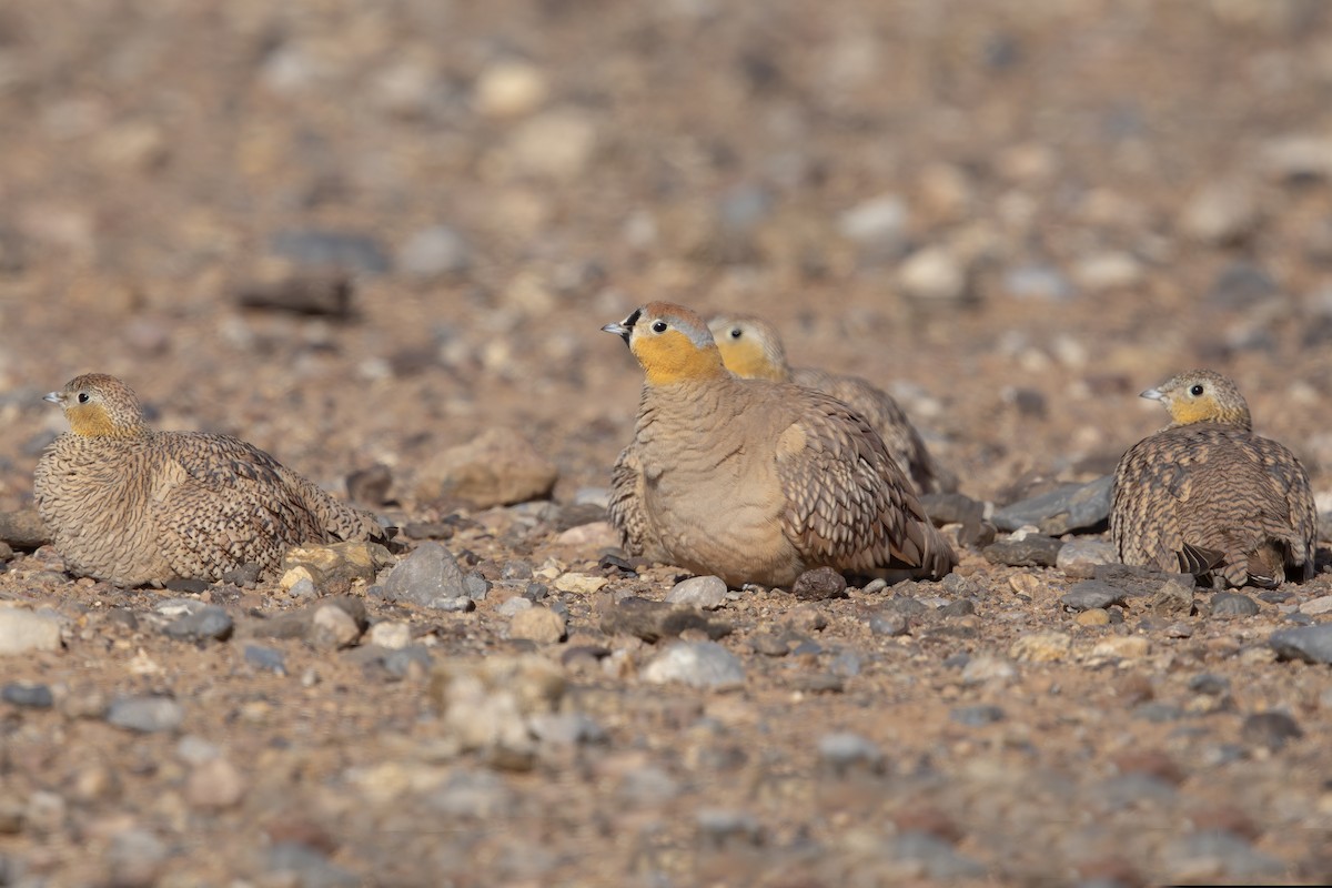 eBird Checklist - 23 Jan 2020 - Erg Chebbi--Hassilabied - 23 species