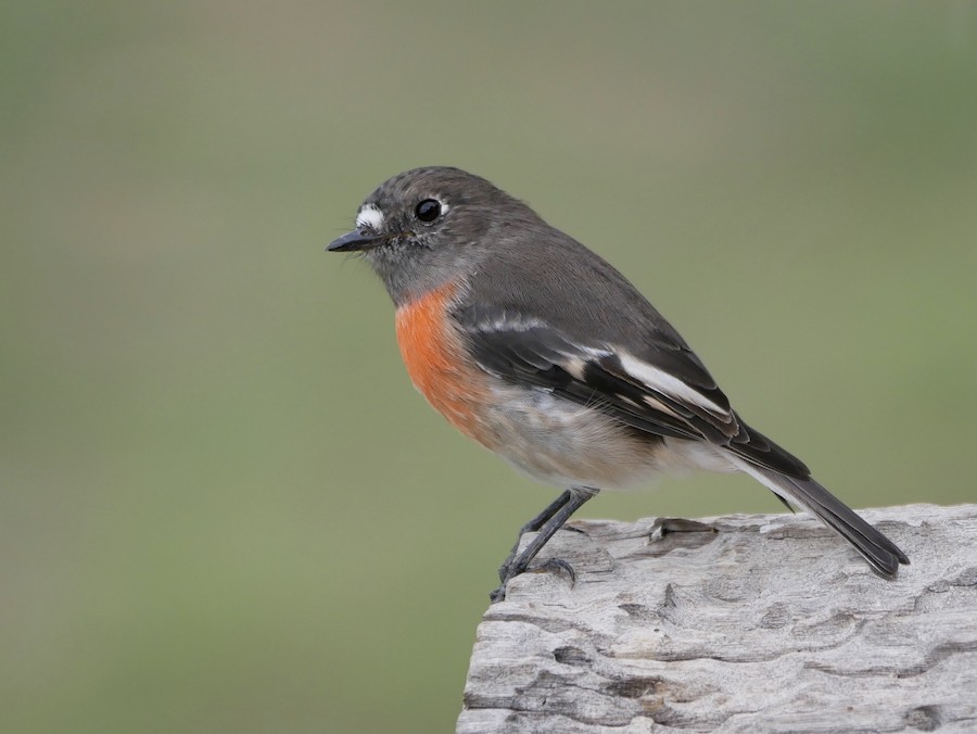 Scarlet Robin (Campbell's) - eBird
