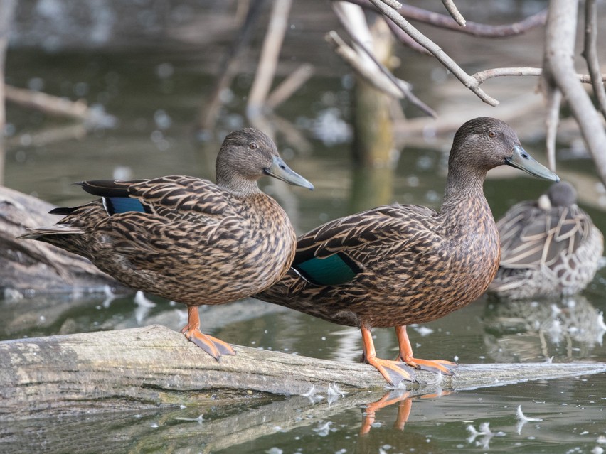 Meller's Duck - eBird