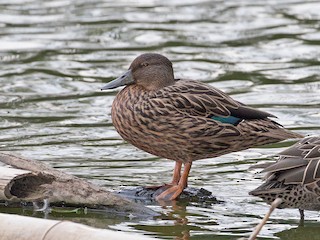 Meller's Duck - eBird