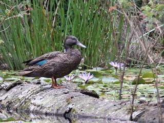 Meller's Duck - eBird
