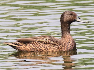 Meller's Duck - eBird