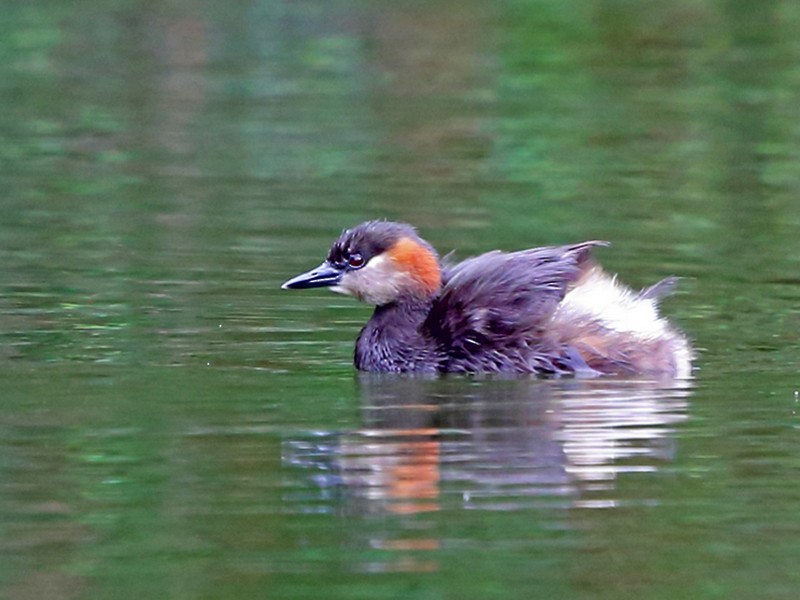Madagascar Grebe - eBird
