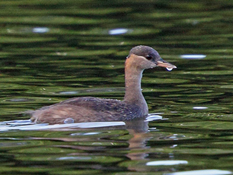Madagascar Grebe - eBird