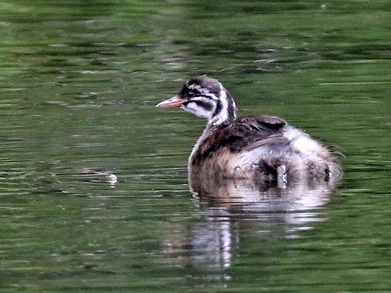 Madagascar Grebe - eBird