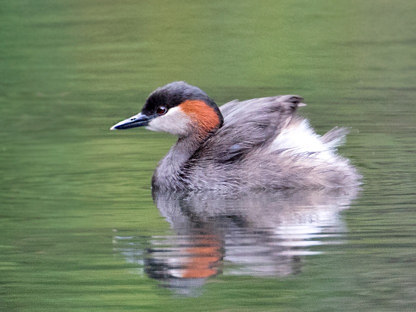Madagascar Grebe - eBird