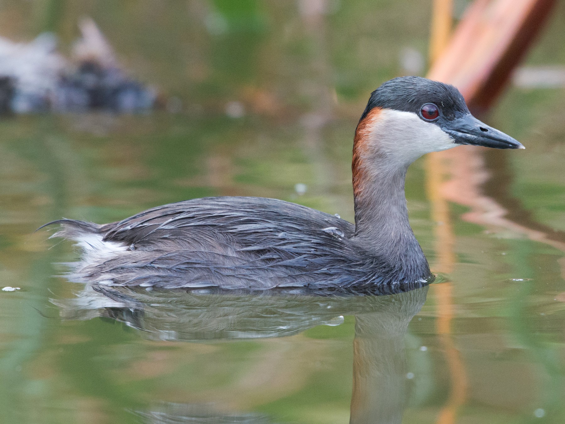 Madagascar Grebe - eBird