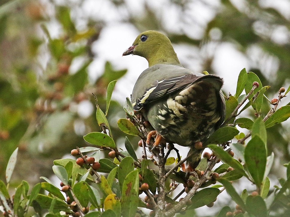 Madagascar Green-Pigeon - eBird