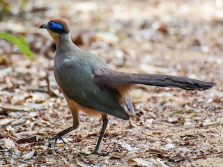 Red-capped Coua - eBird