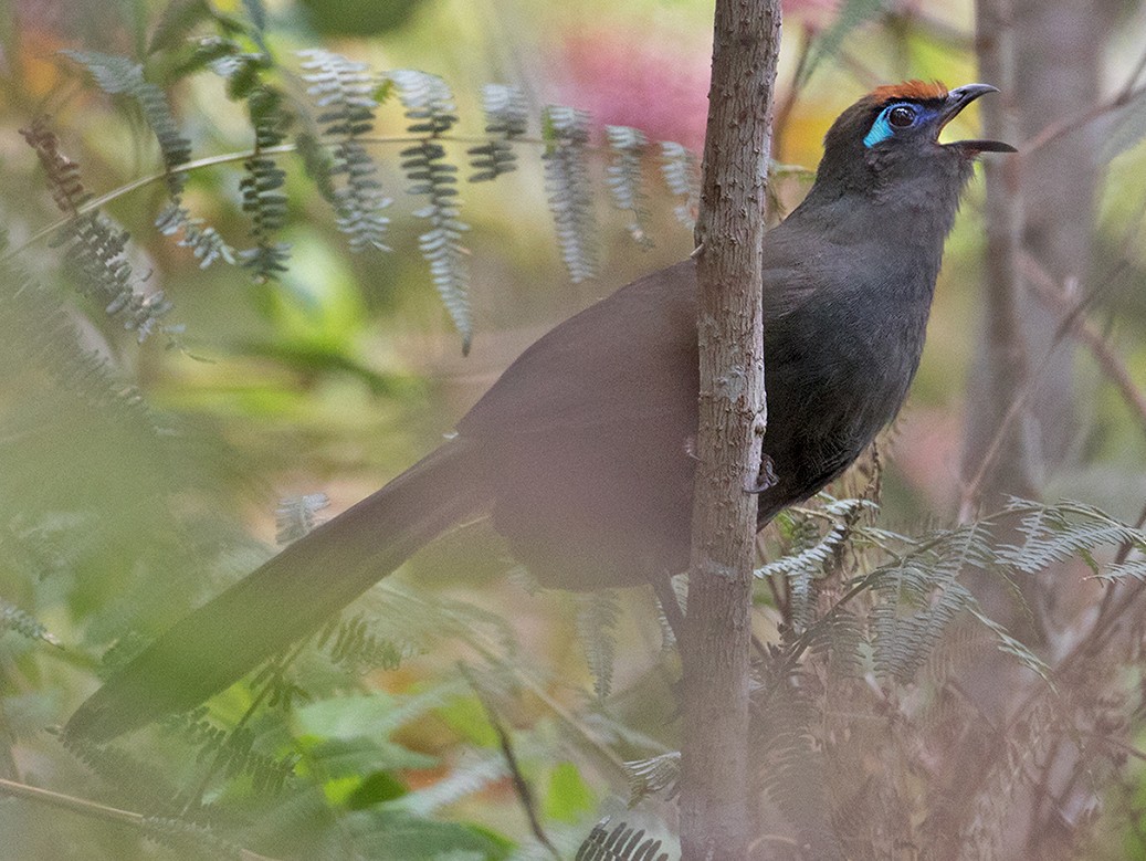 Red-fronted Coua - eBird