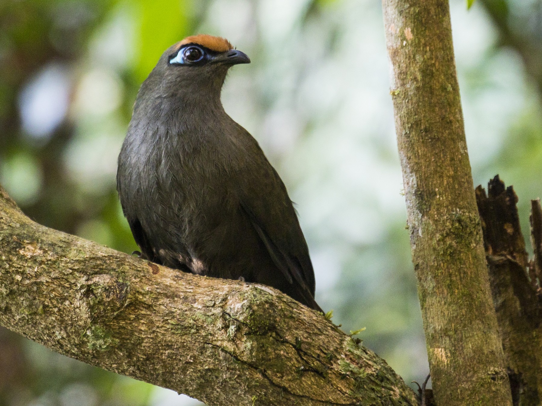 Red-fronted Coua - eBird