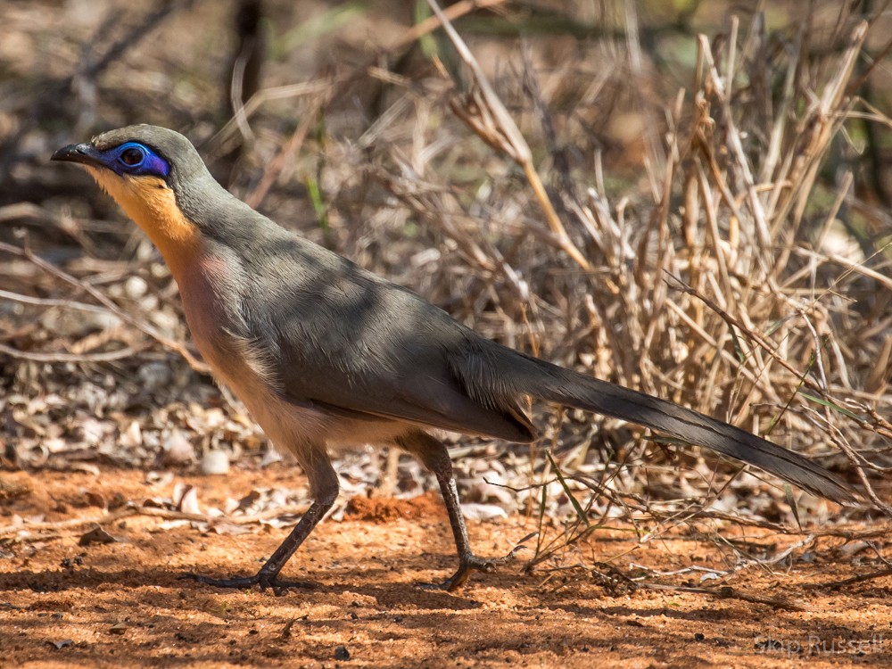 Running Coua - eBird