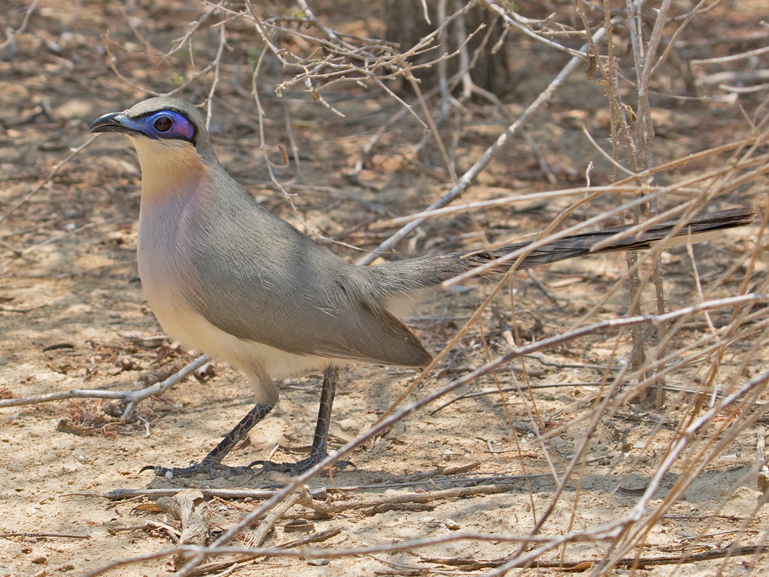 Running Coua - eBird