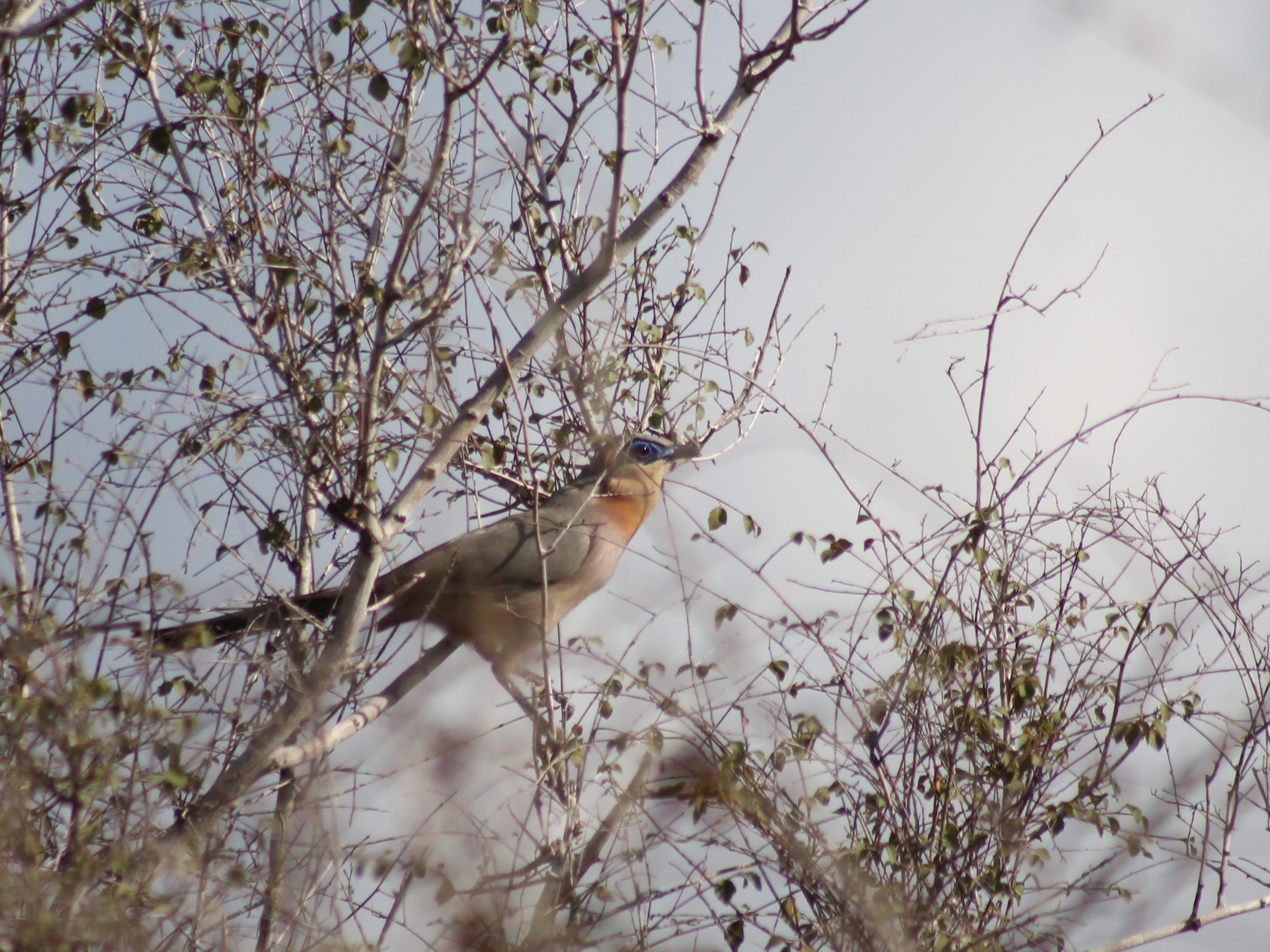 Running Coua - eBird