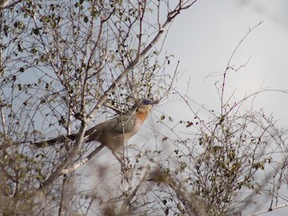 Running Coua - eBird