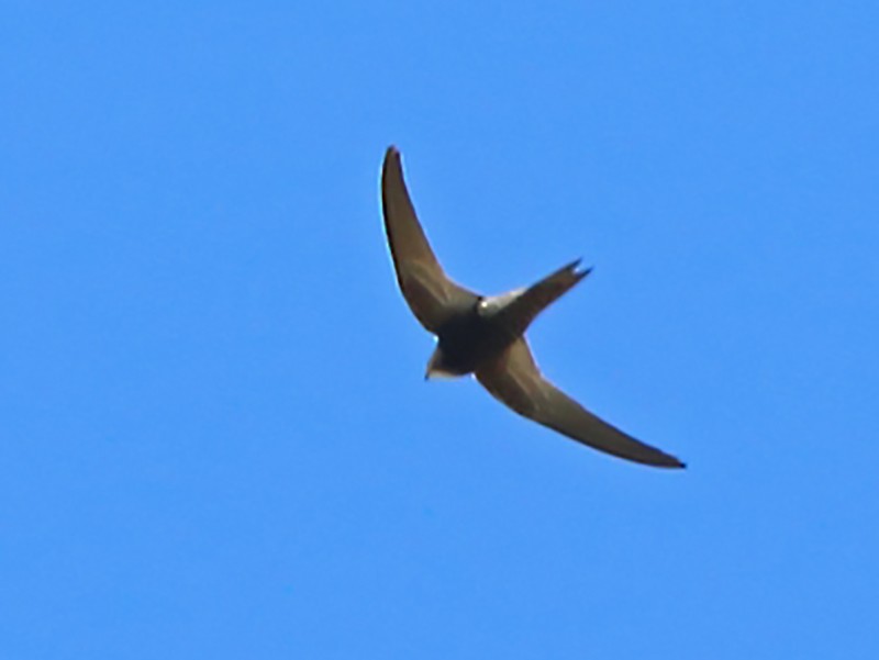 Malagasy Black Swift - eBird