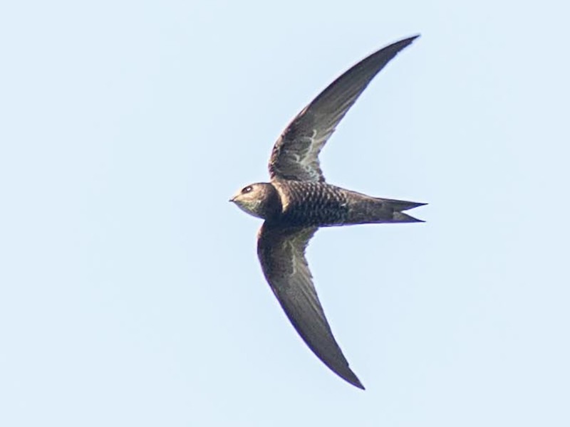 Malagasy Black Swift - eBird