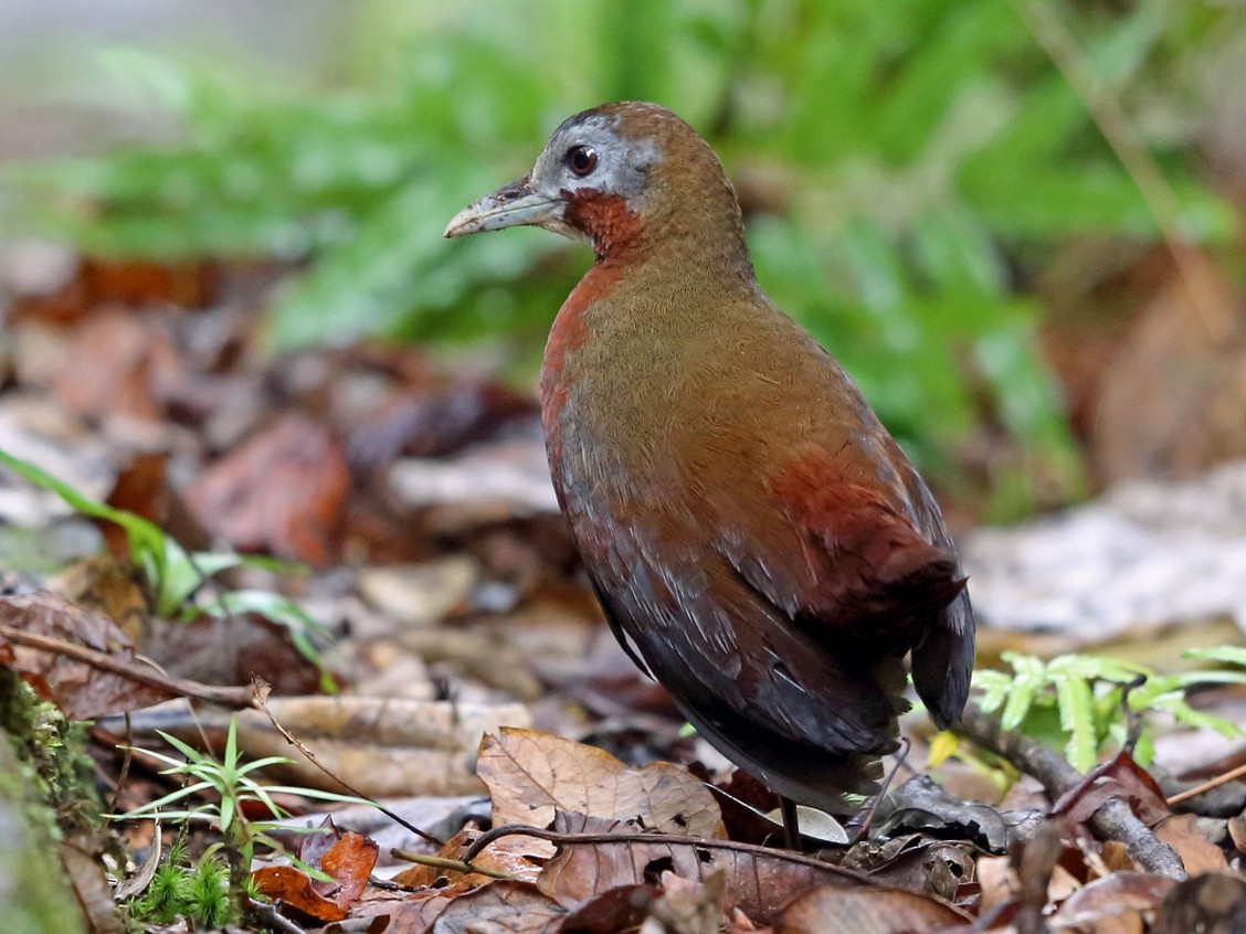 Madagascar Forest Rail - eBird