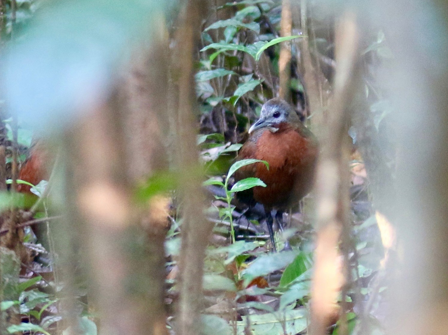 Madagascar Forest Rail - eBird