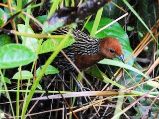 Madagascar Flufftail - eBird