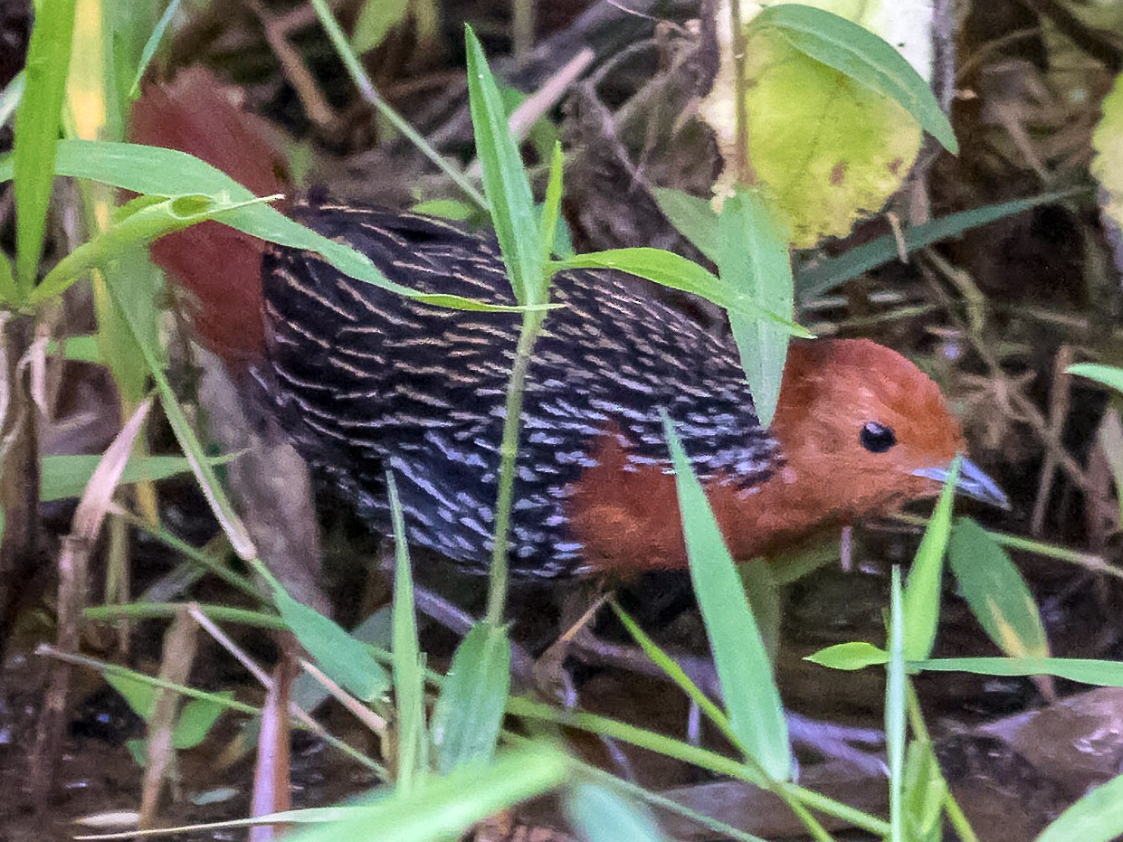 Madagascar Flufftail - eBird