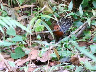 Madagascar Flufftail - eBird