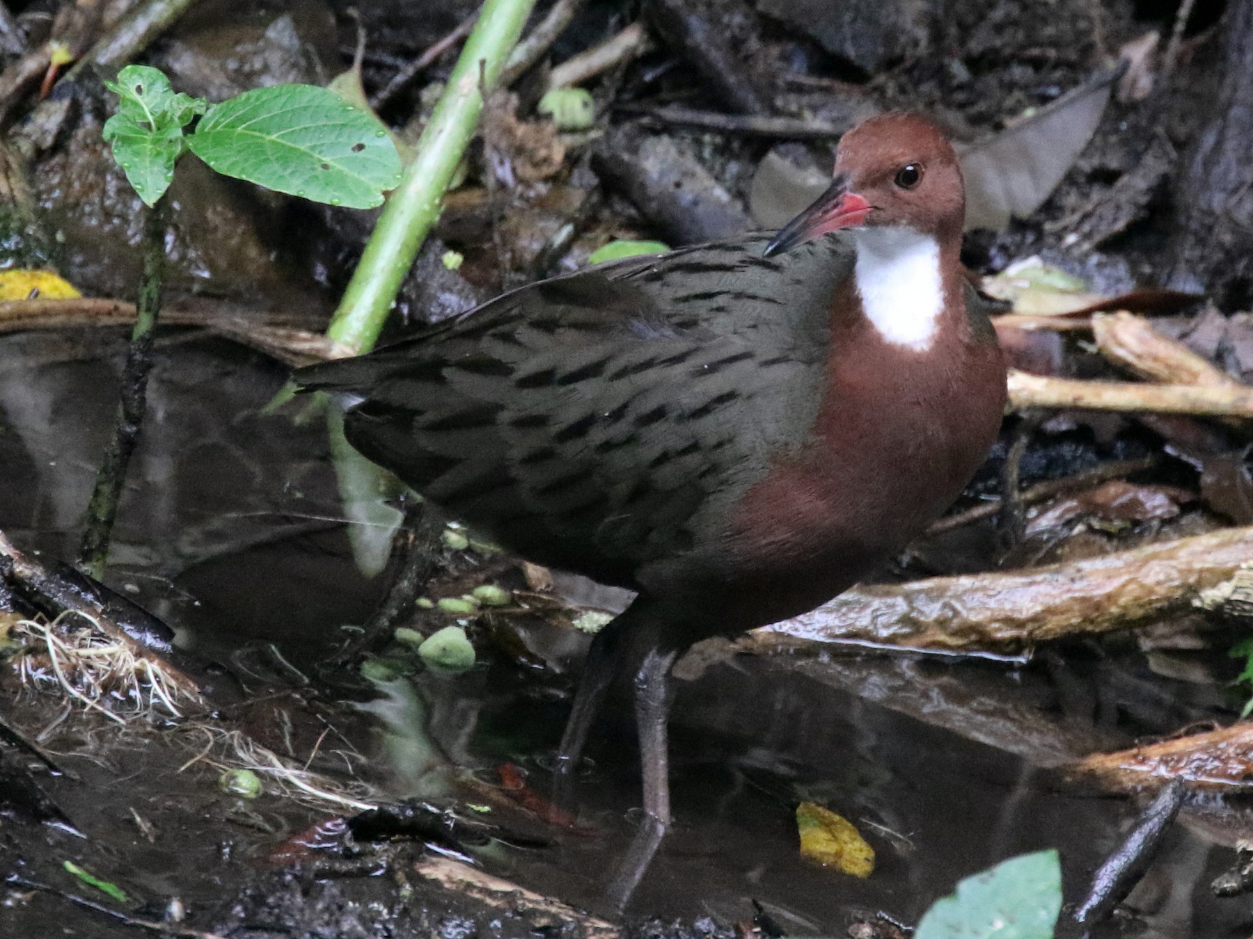 White-throated Rail - eBird