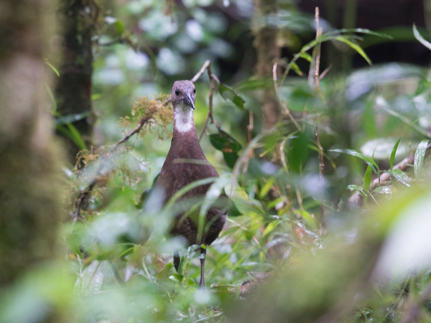 White-throated Rail - eBird