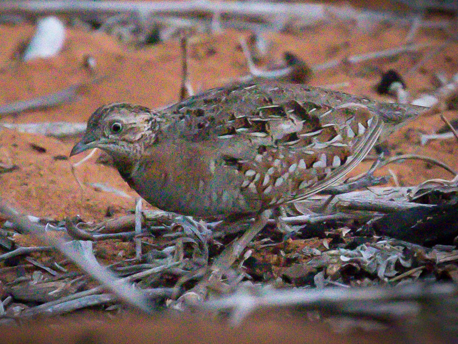 Madagascar Buttonquail - eBird