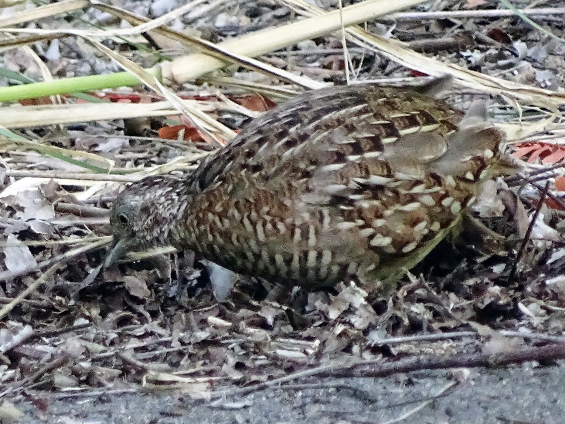 Madagascar Buttonquail - eBird