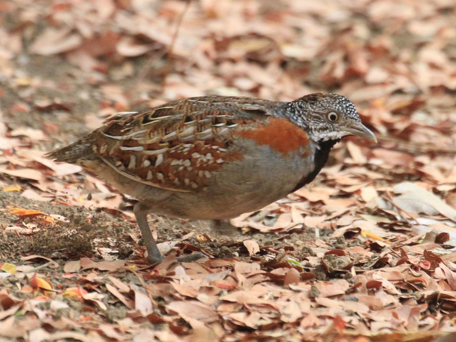 Madagascar Buttonquail - eBird
