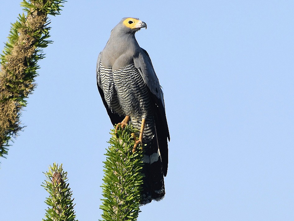 Madagascar Harrier-Hawk - eBird