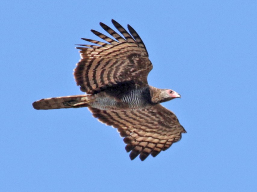 Madagascar Harrier-Hawk - eBird