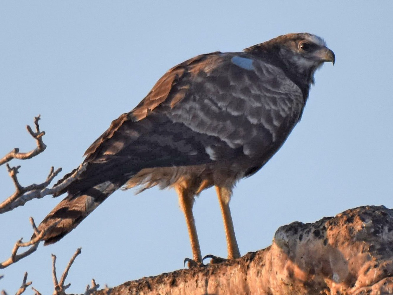 Madagascar Harrier-Hawk - eBird