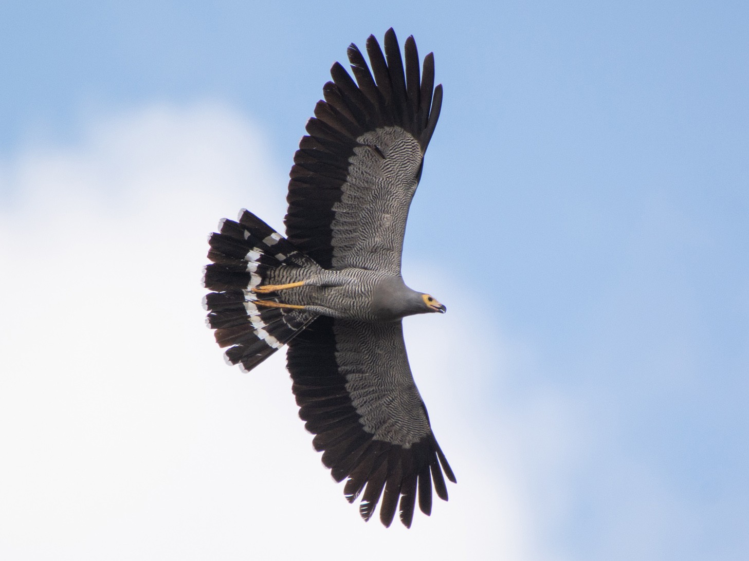 Madagascar Harrier-Hawk - eBird