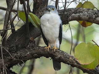 Frances's Sparrowhawk - eBird