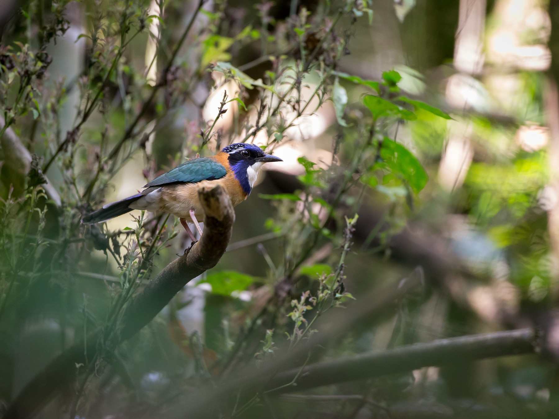 Pitta-like Ground-Roller - eBird